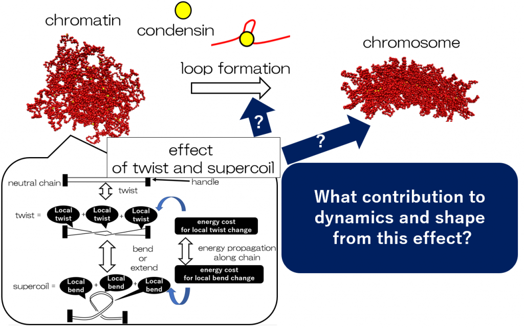 Understanding chromosome condensation during mitotic phase through the ...