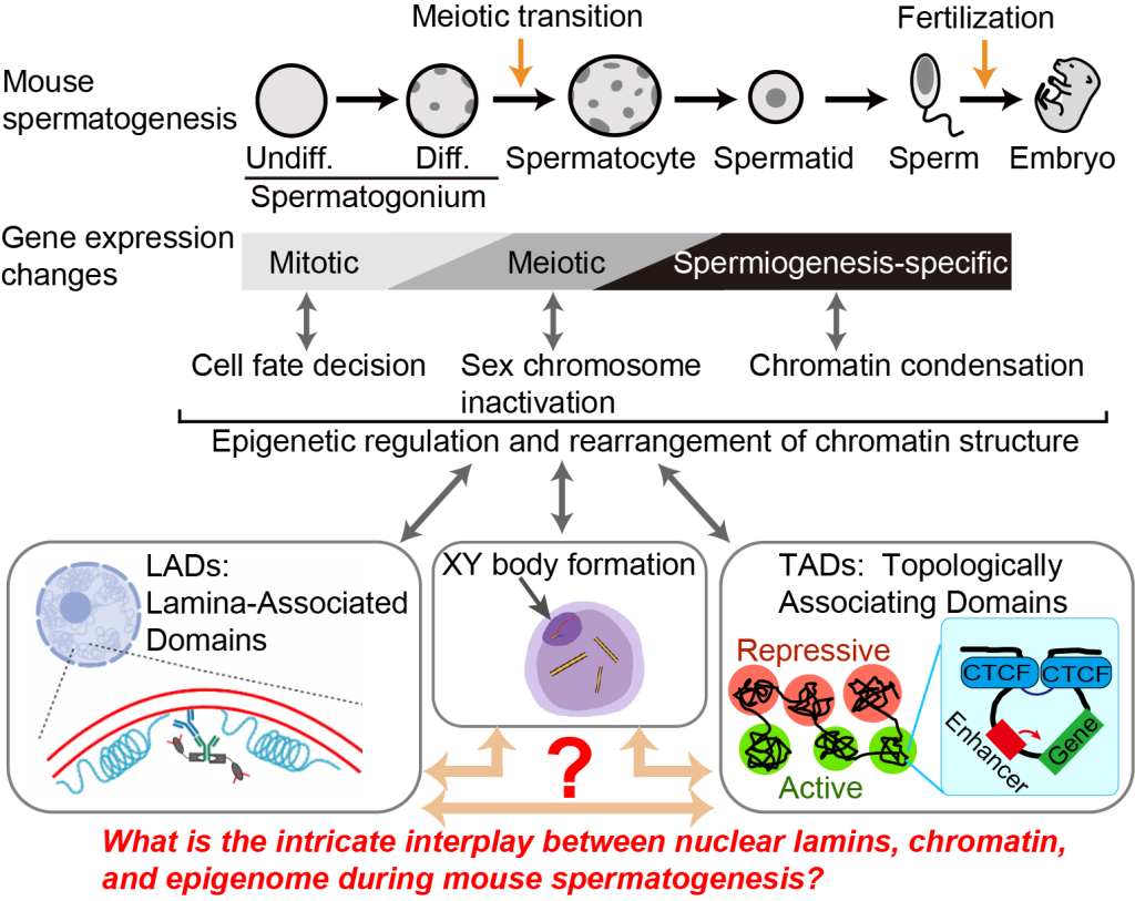 Multimodal regulation of chromatin structure during mouse ...