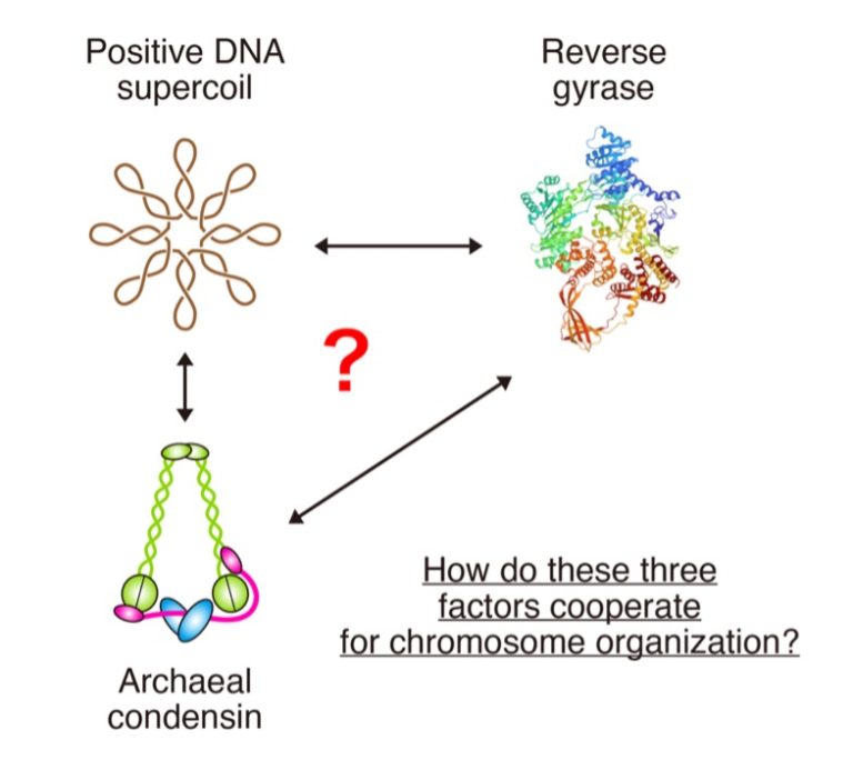 Chromosome organization by archaeal condensin and DNA supercoils | DNAの ...
